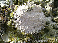 海歩きで出会える二枚貝類（2）