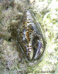 海歩きで出会える巻き貝類 (7)